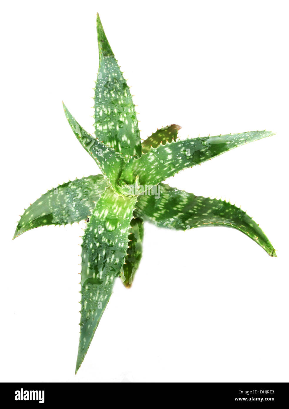 Sharp vibrant leaves Cut Out Stock Images & Pictures - Alamy