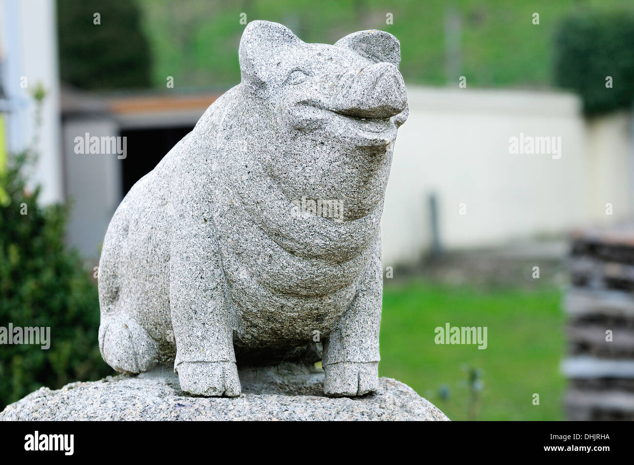 Laughing pig hi-res stock photography and images - Alamy
