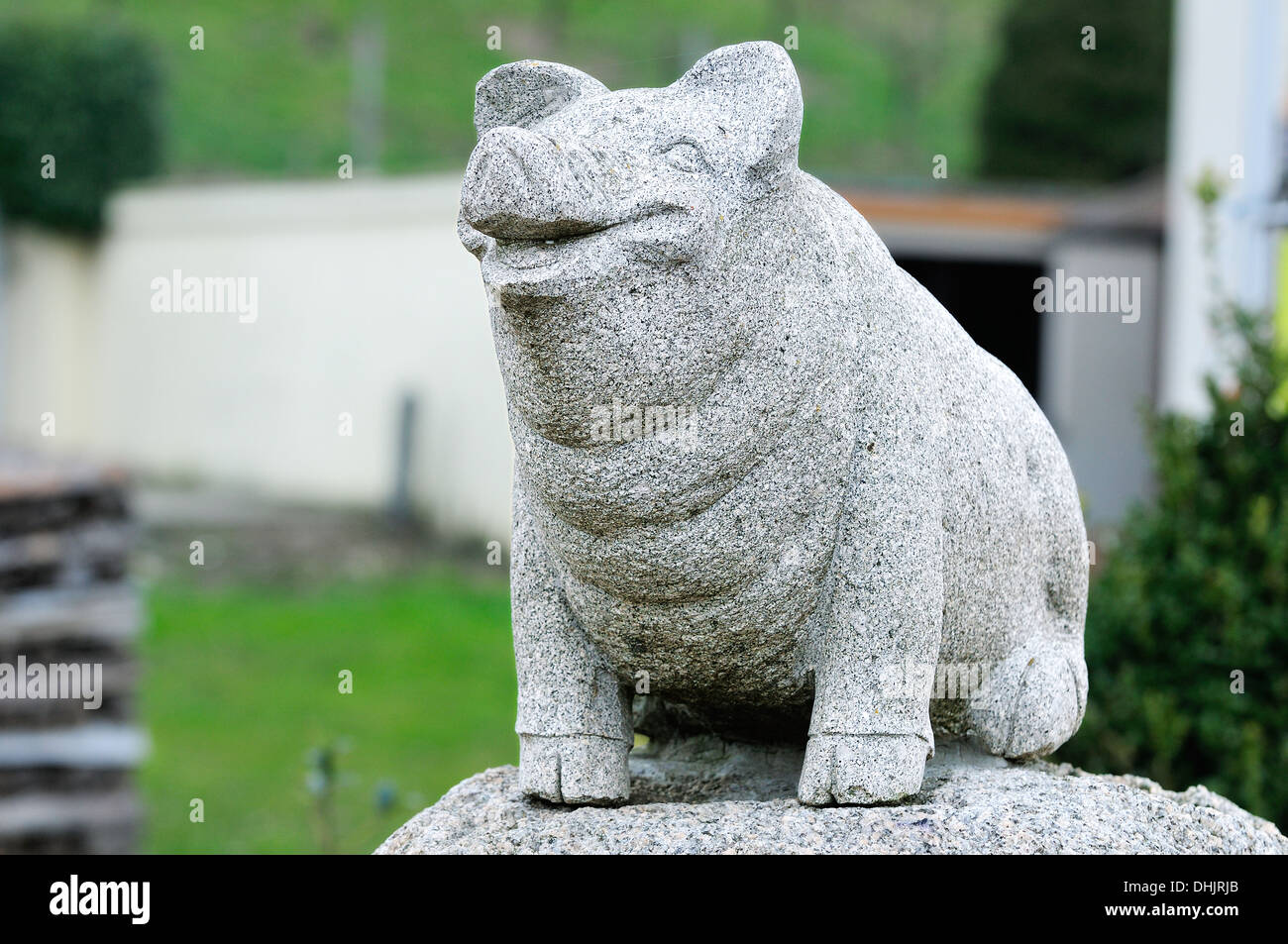 Laughing pig hi-res stock photography and images - Alamy