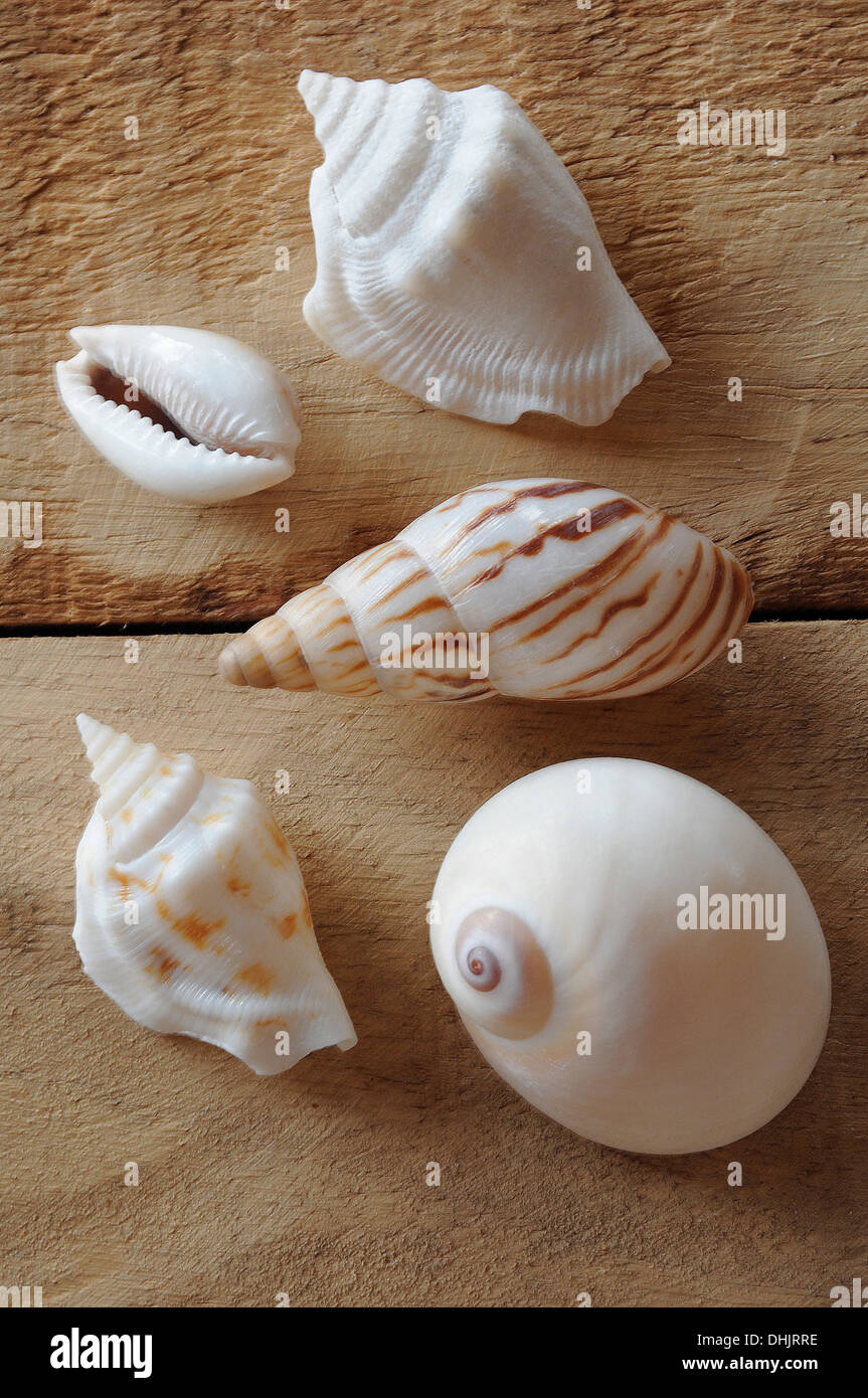 Shells africa hi-res stock photography and images - Alamy