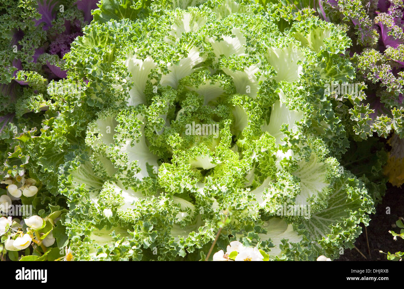 Decorative coloured cabbage Stock Photo - Alamy