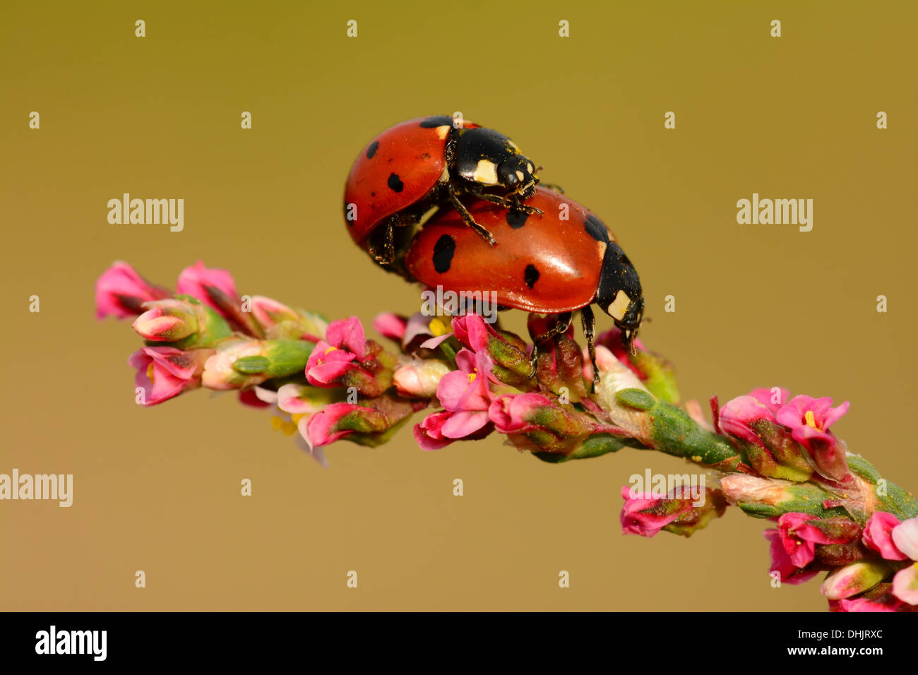 Mating ladybug hi-res stock photography and images - Alamy