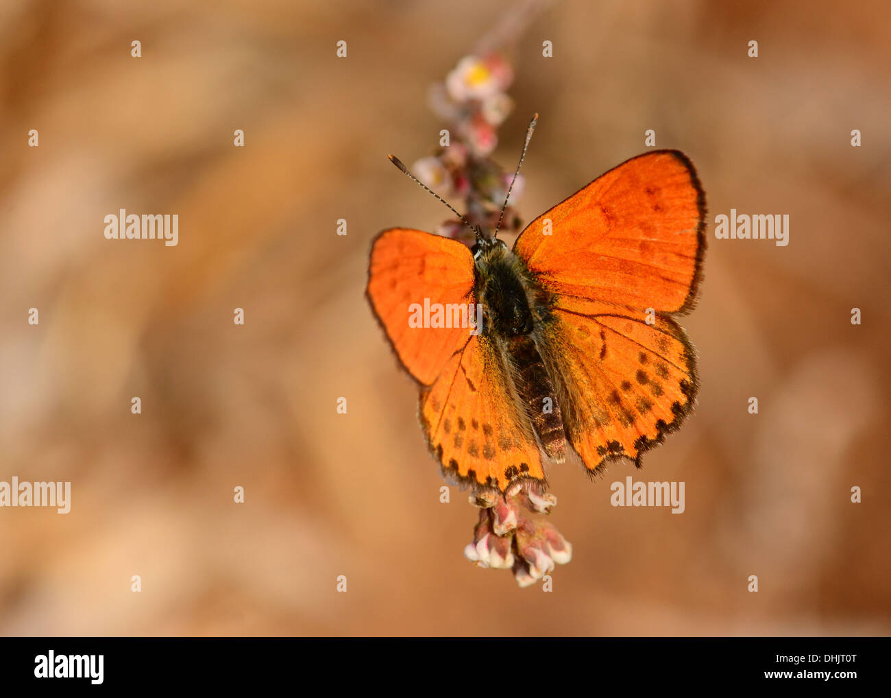 Lesser Fiery Copper, Butterfly Stock Photo - Alamy
