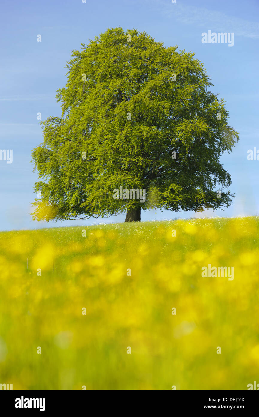 Bavaria beech hi-res stock photography and images - Alamy