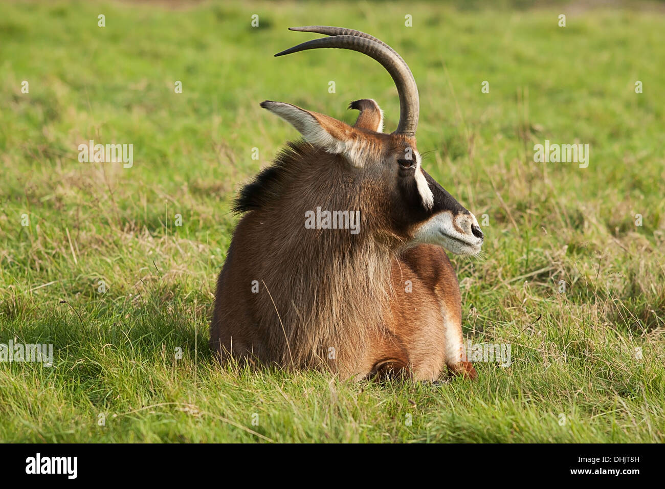 Giant sable antelope africa hi-res stock photography and images - Alamy