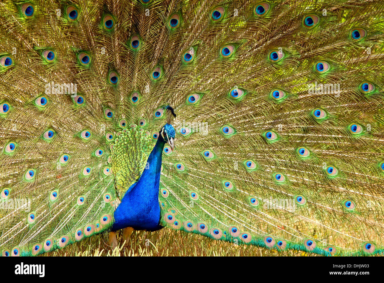 Indian peacock hi-res stock photography and images - Alamy