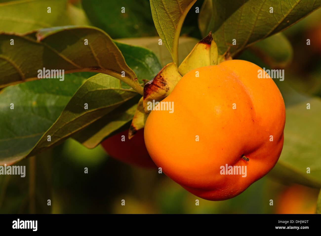 Persimmon tree hi-res stock photography and images - Alamy