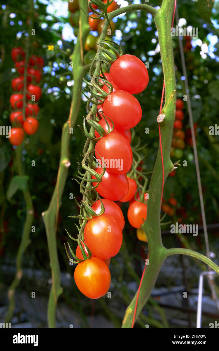 Tomatoes growing on the vine at commercial greenhouse. Kent UK Stock ...