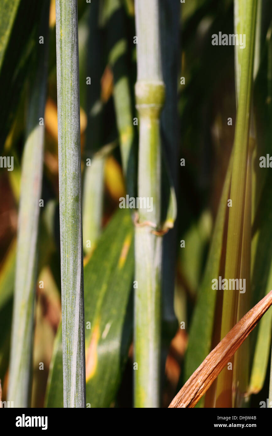 Stand of ripe wheat hi-res stock photography and images - Alamy