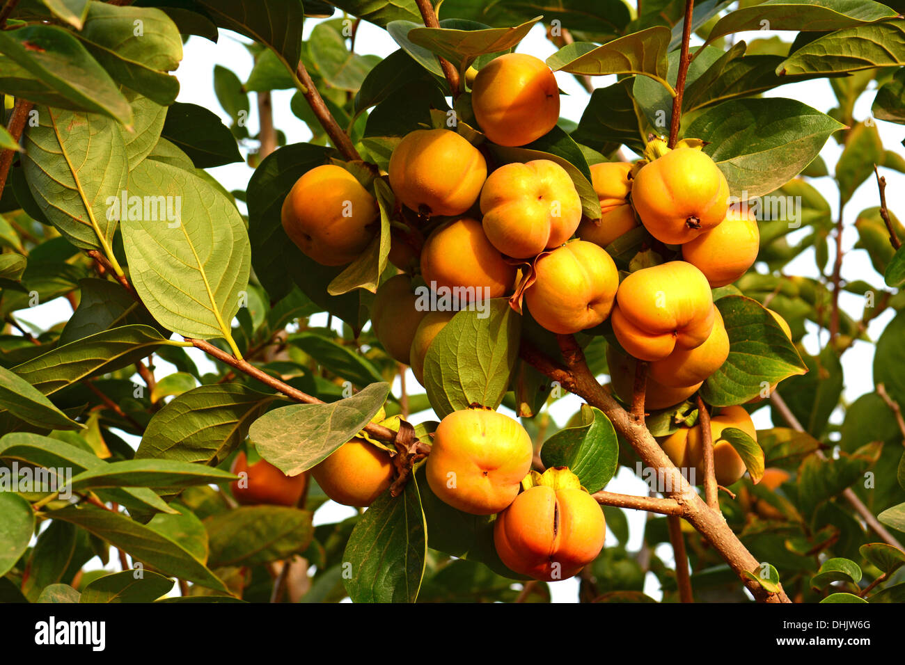Persimmon tree hi-res stock photography and images - Alamy