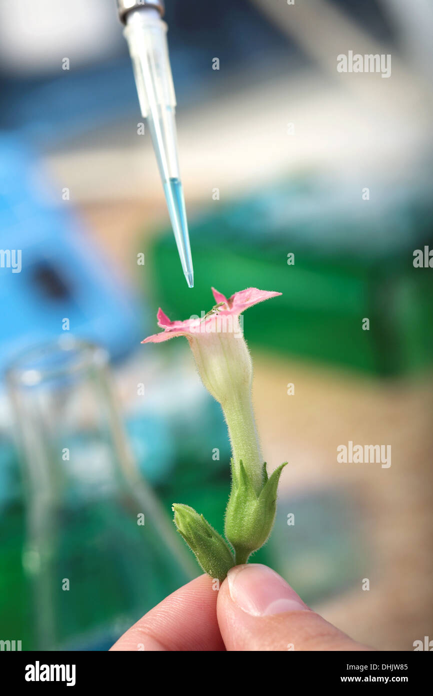 Transgenic plants hi-res stock photography and images - Alamy