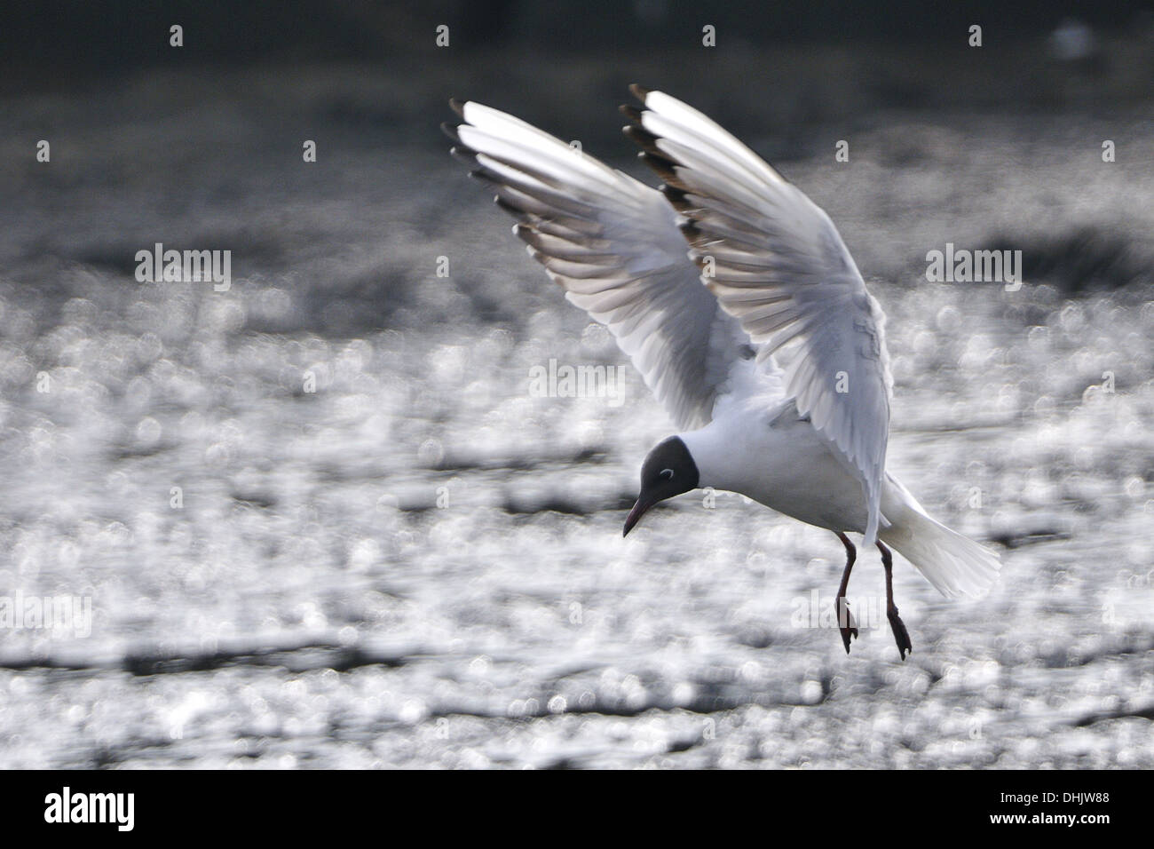 Northern blackheaded gull hi-res stock photography and images - Alamy