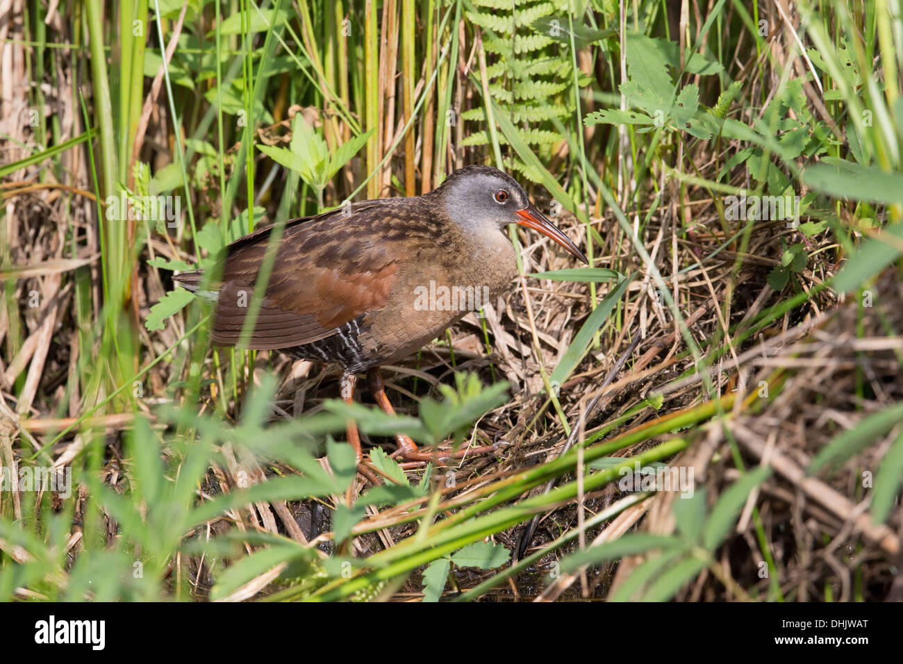 North american vegetation hi-res stock photography and images - Alamy
