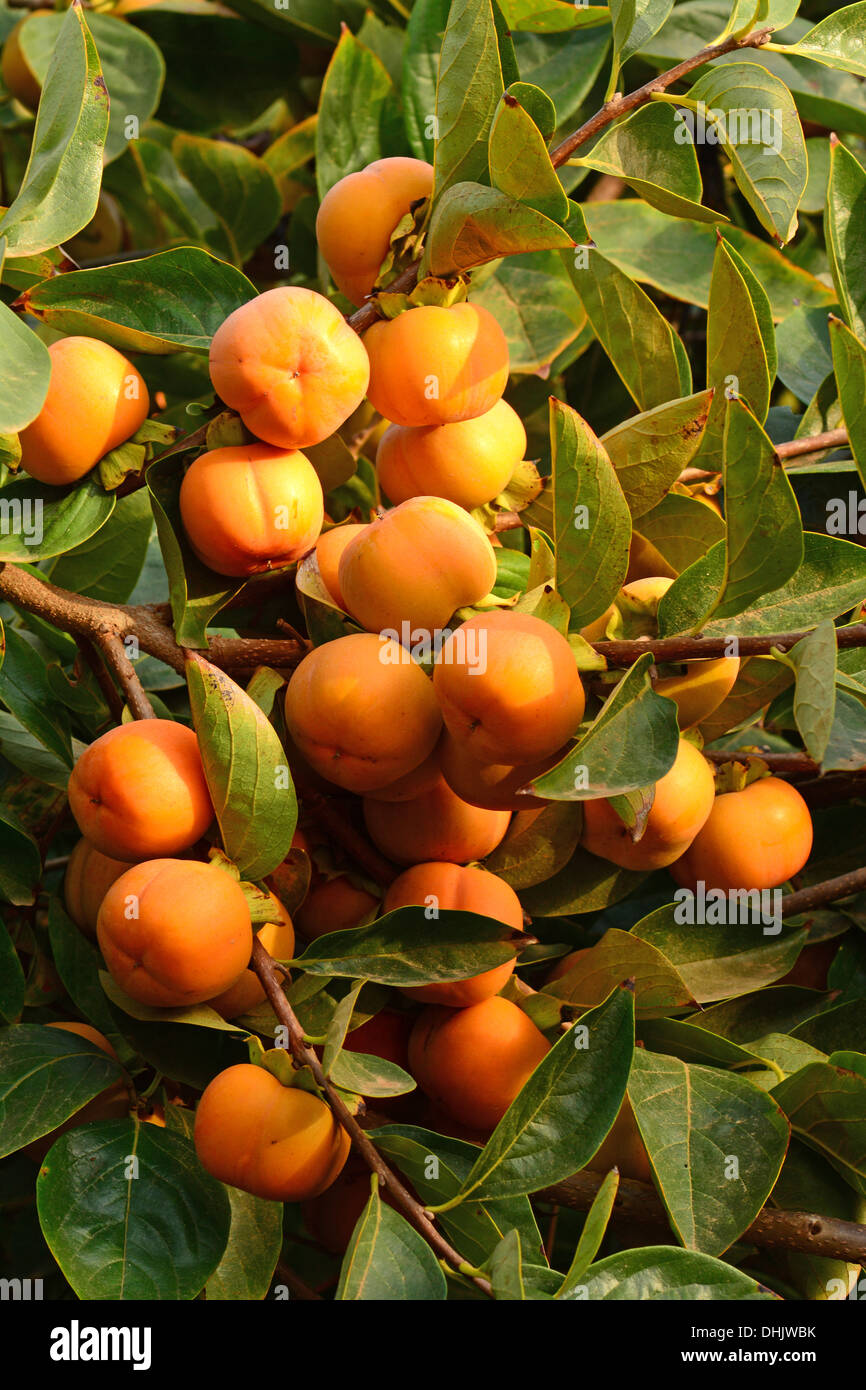 Persimmon tree hi-res stock photography and images - Alamy