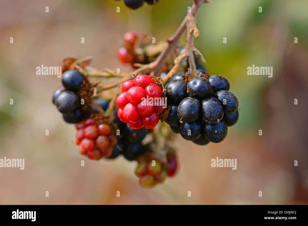 Wild raspberry, Ready to eat Stock Photo - Alamy