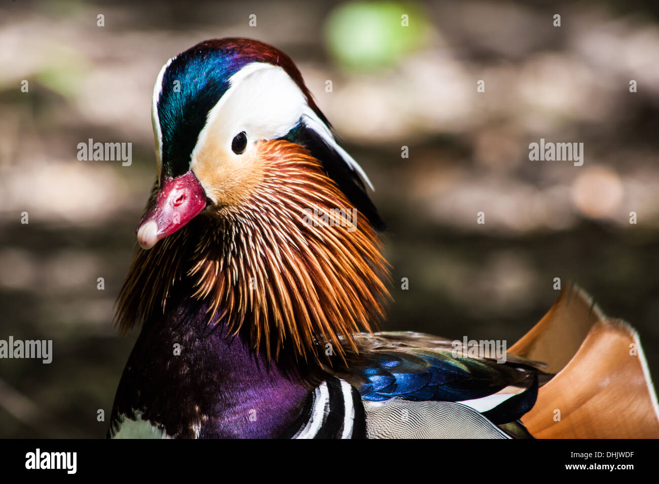 Head of a mandarin duck hi-res stock photography and images - Alamy