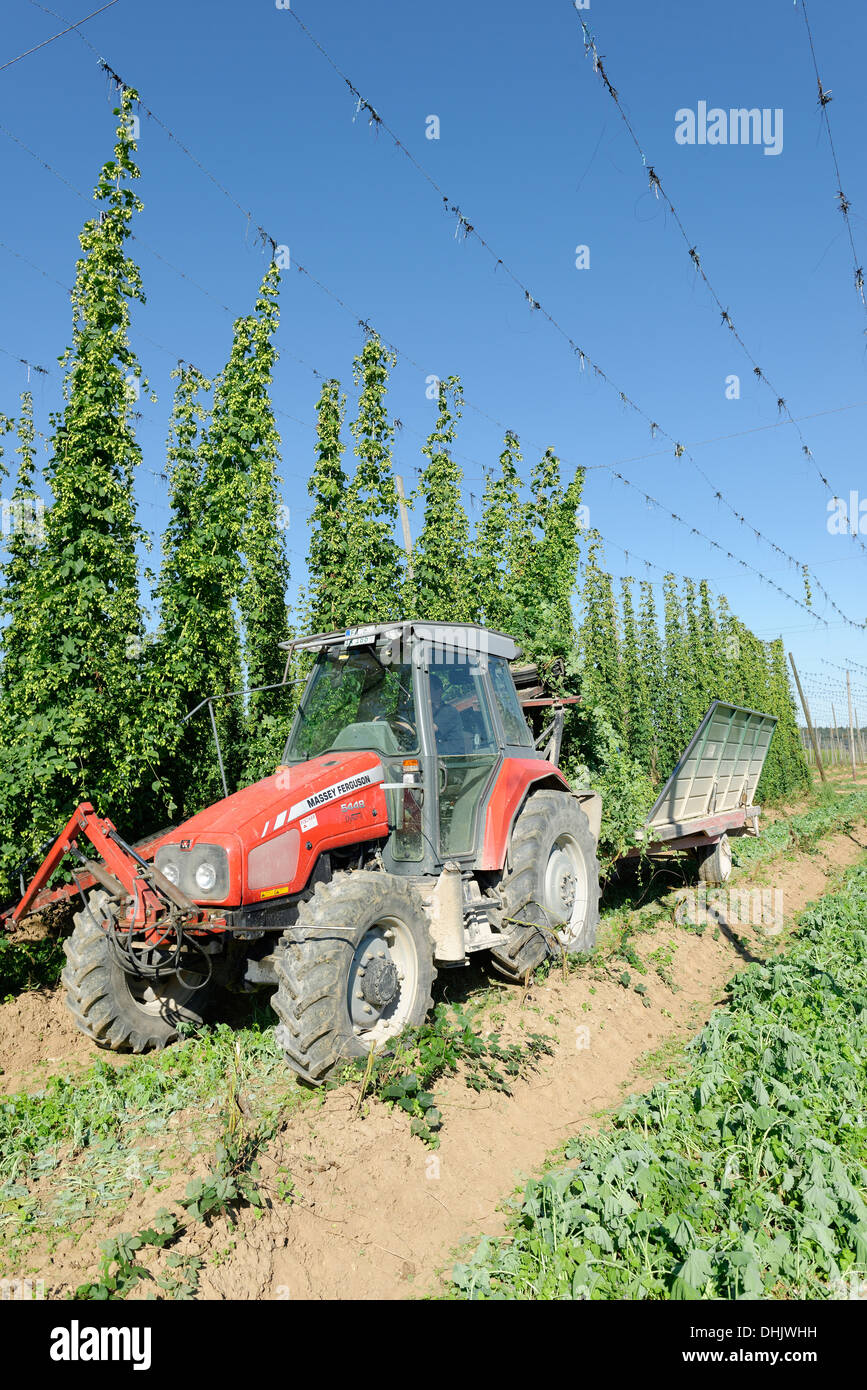 Hop farm bavaria hi-res stock photography and images - Alamy