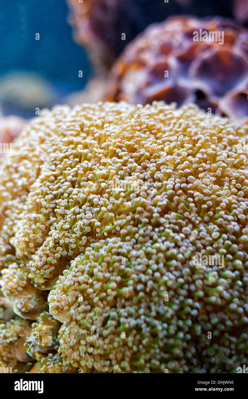 Colonial sea anemone hi-res stock photography and images - Alamy