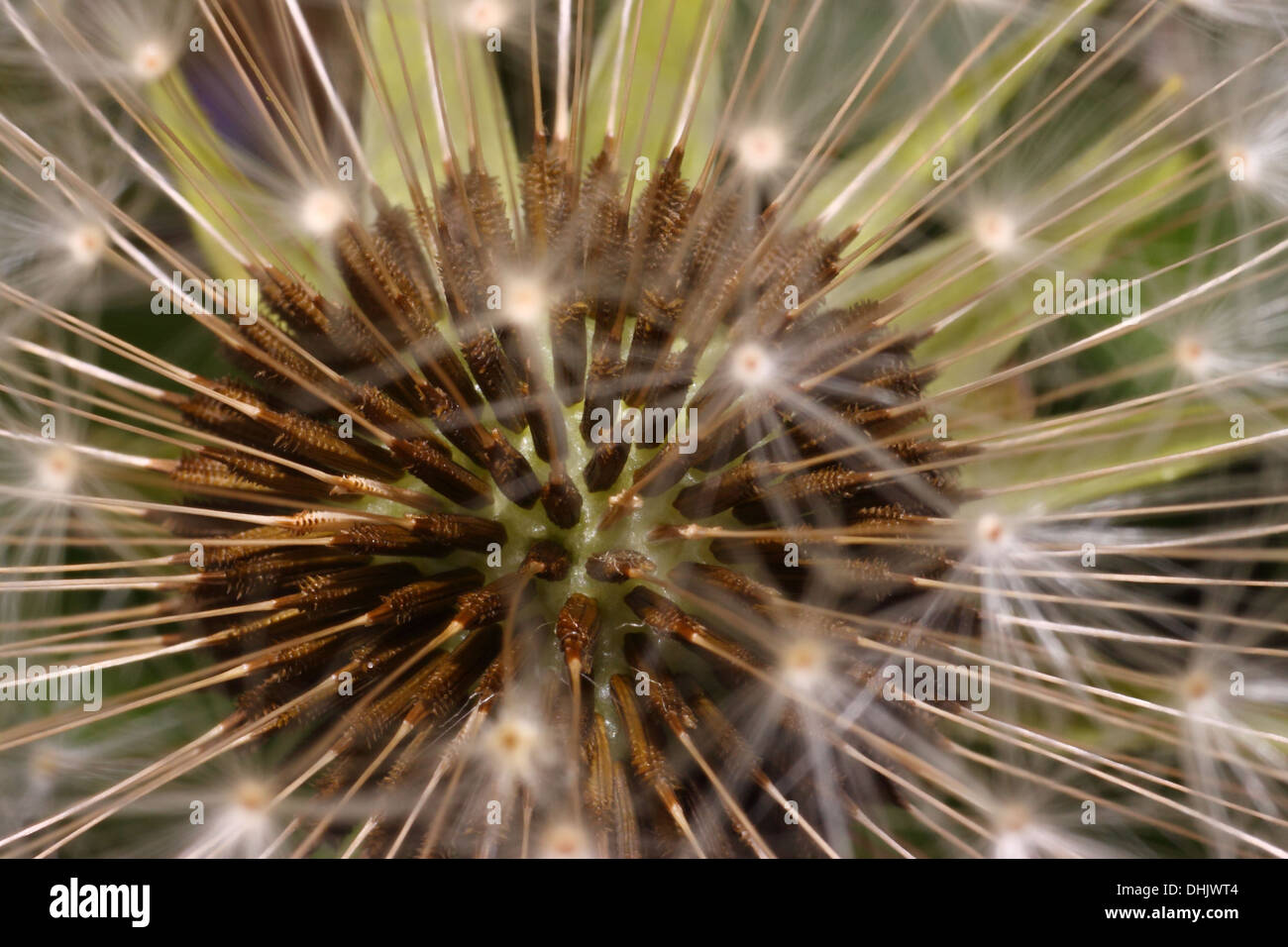 Gliding seed hi-res stock photography and images - Alamy