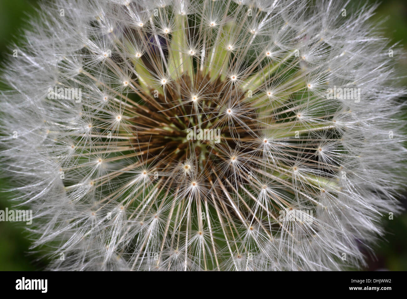 Gliding seed hi-res stock photography and images - Alamy