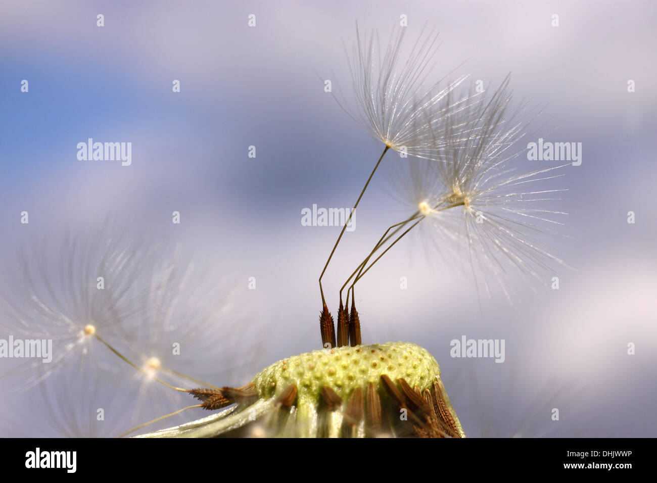 Gliding seed hi-res stock photography and images - Alamy