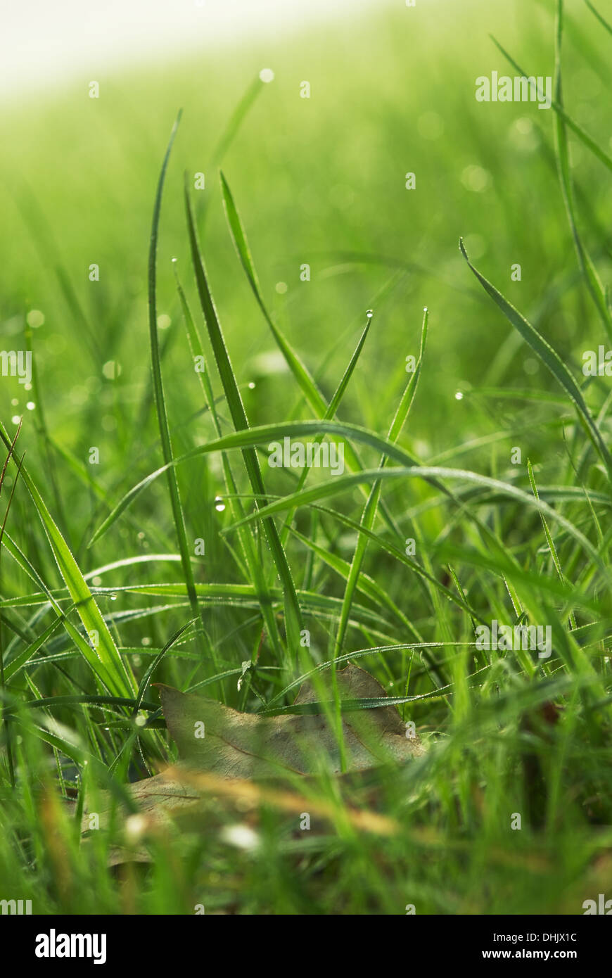 Gras with dew hi-res stock photography and images - Alamy