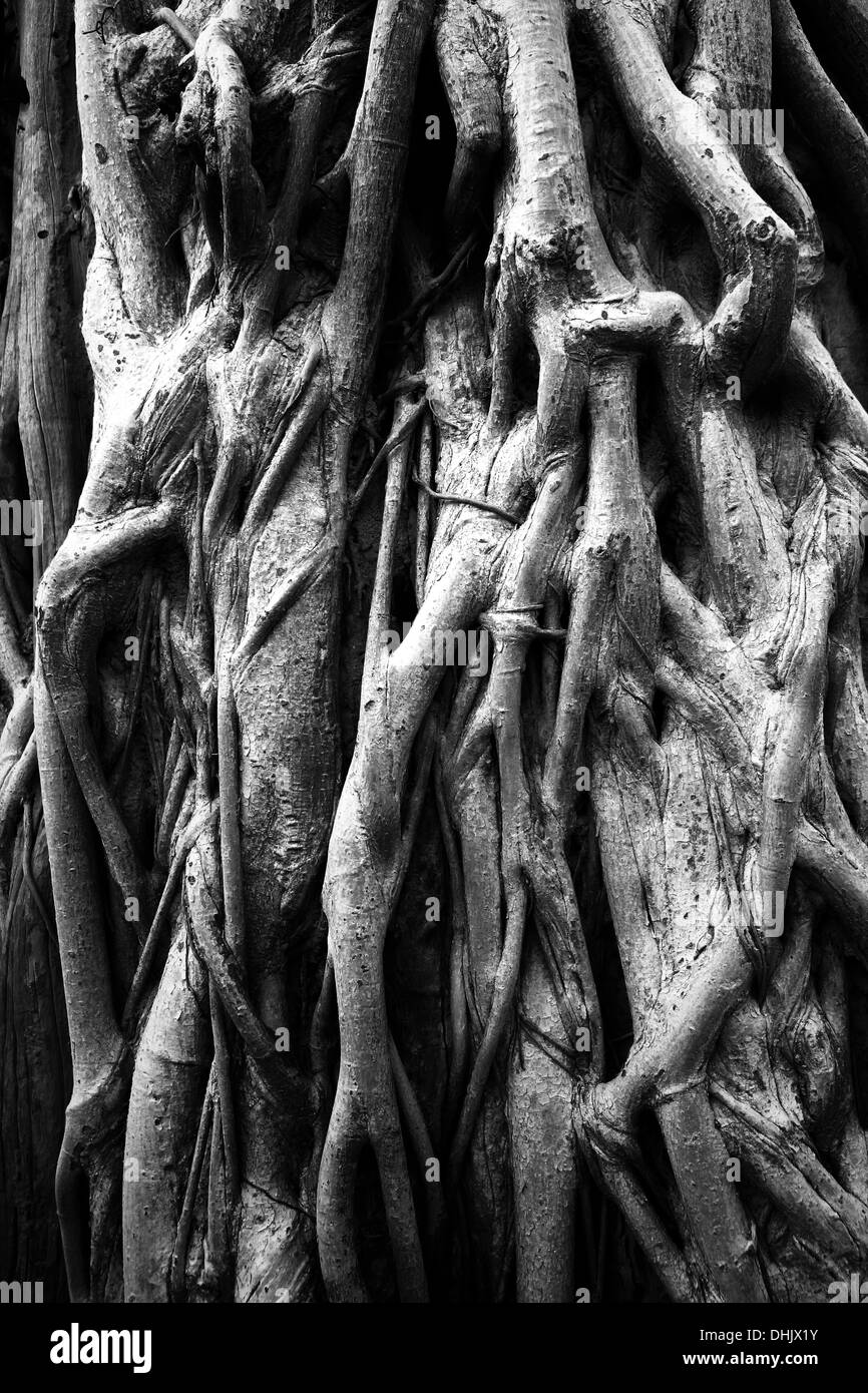 Old tree roots Stock Photo - Alamy