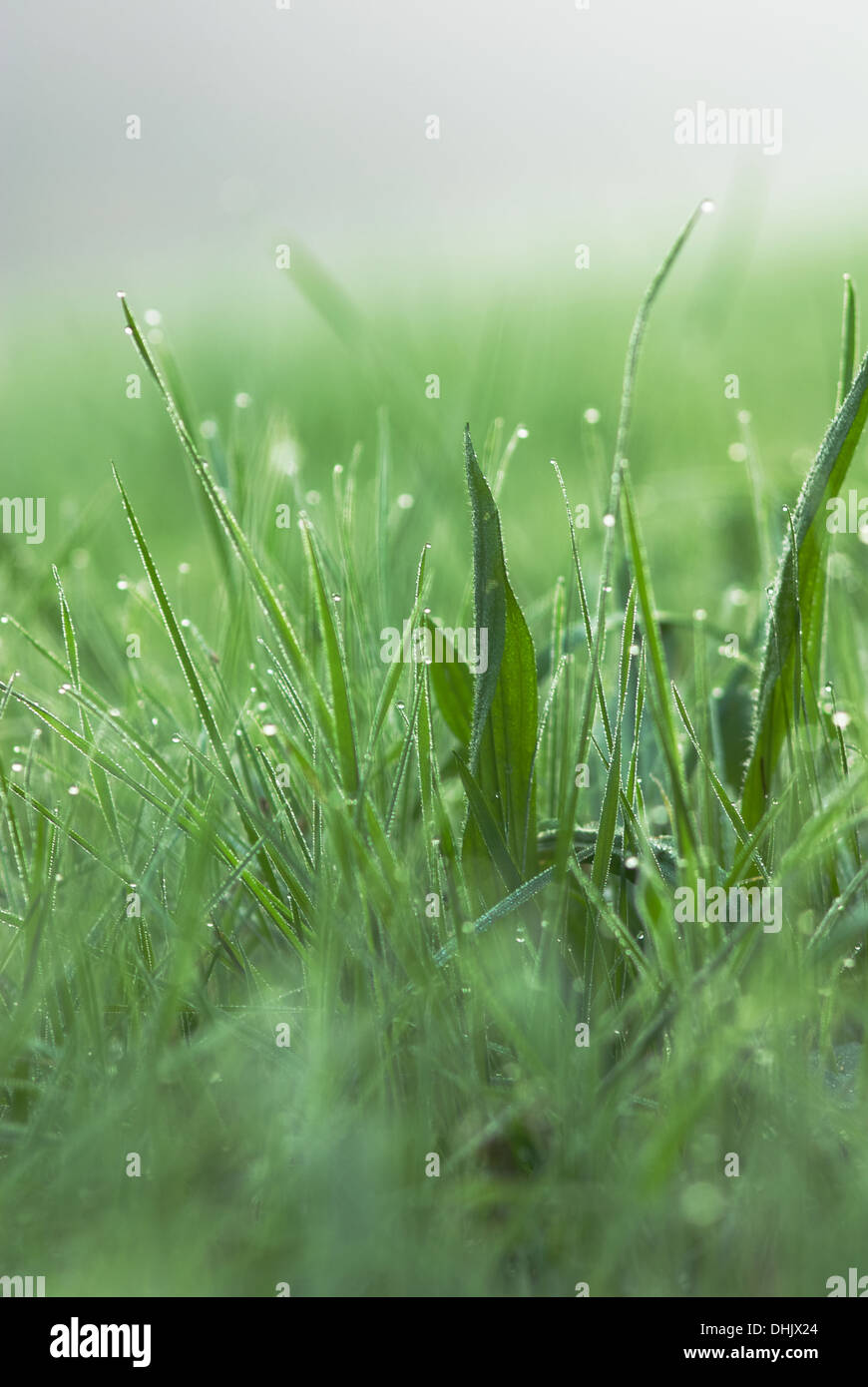 Meadow with morning dew Stock Photo - Alamy