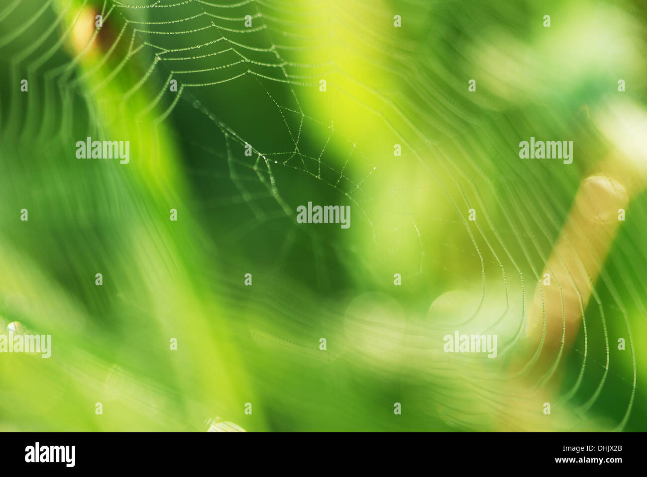 Spidernet in sunshine Stock Photo - Alamy