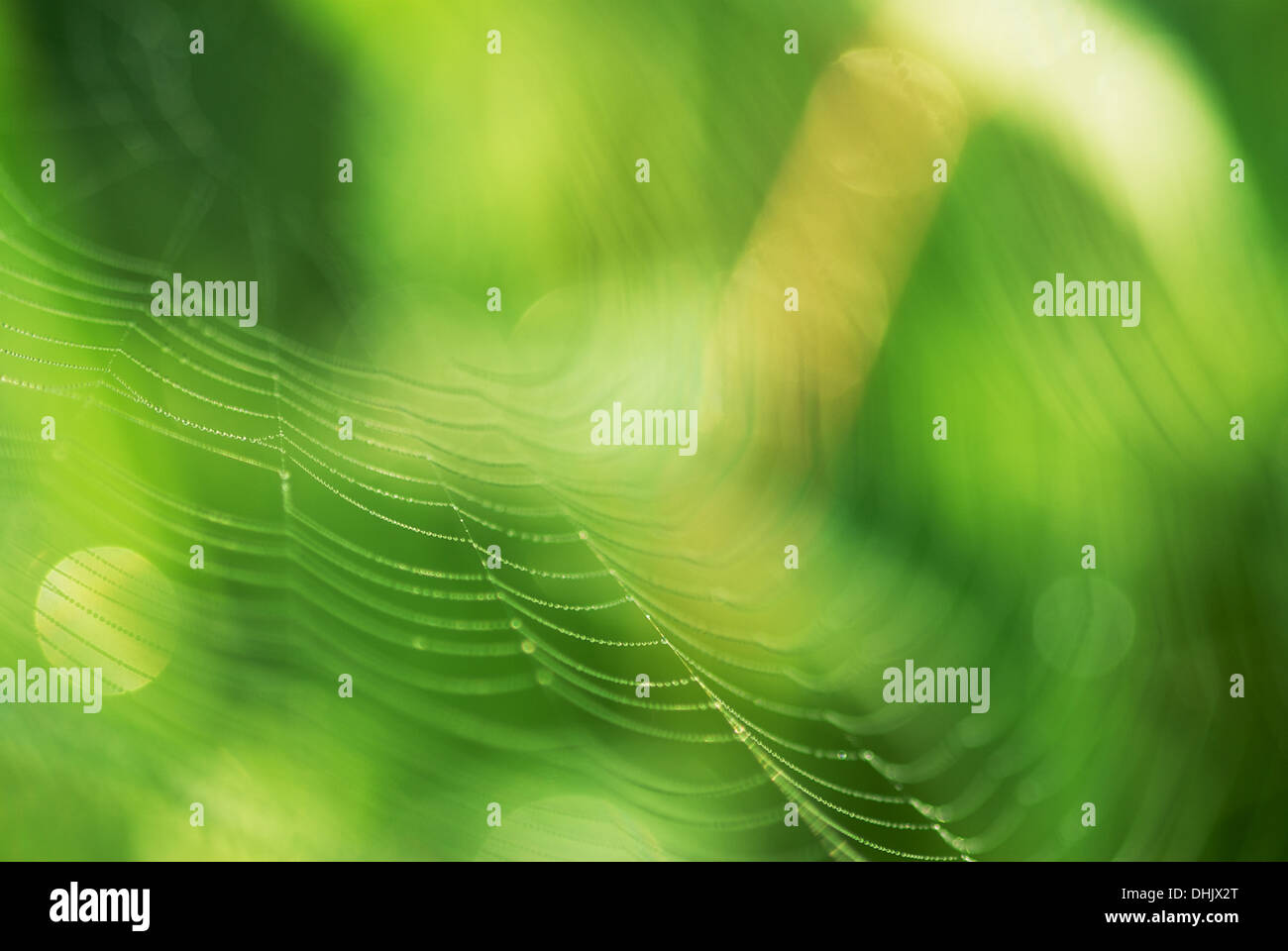 Spidernet in sunshine Stock Photo - Alamy