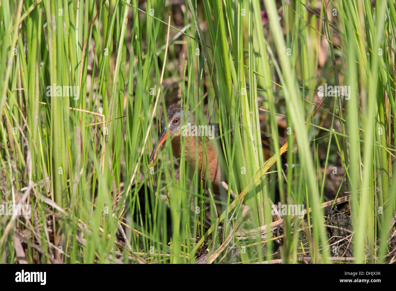 Virginia rail feeding hi-res stock photography and images - Alamy
