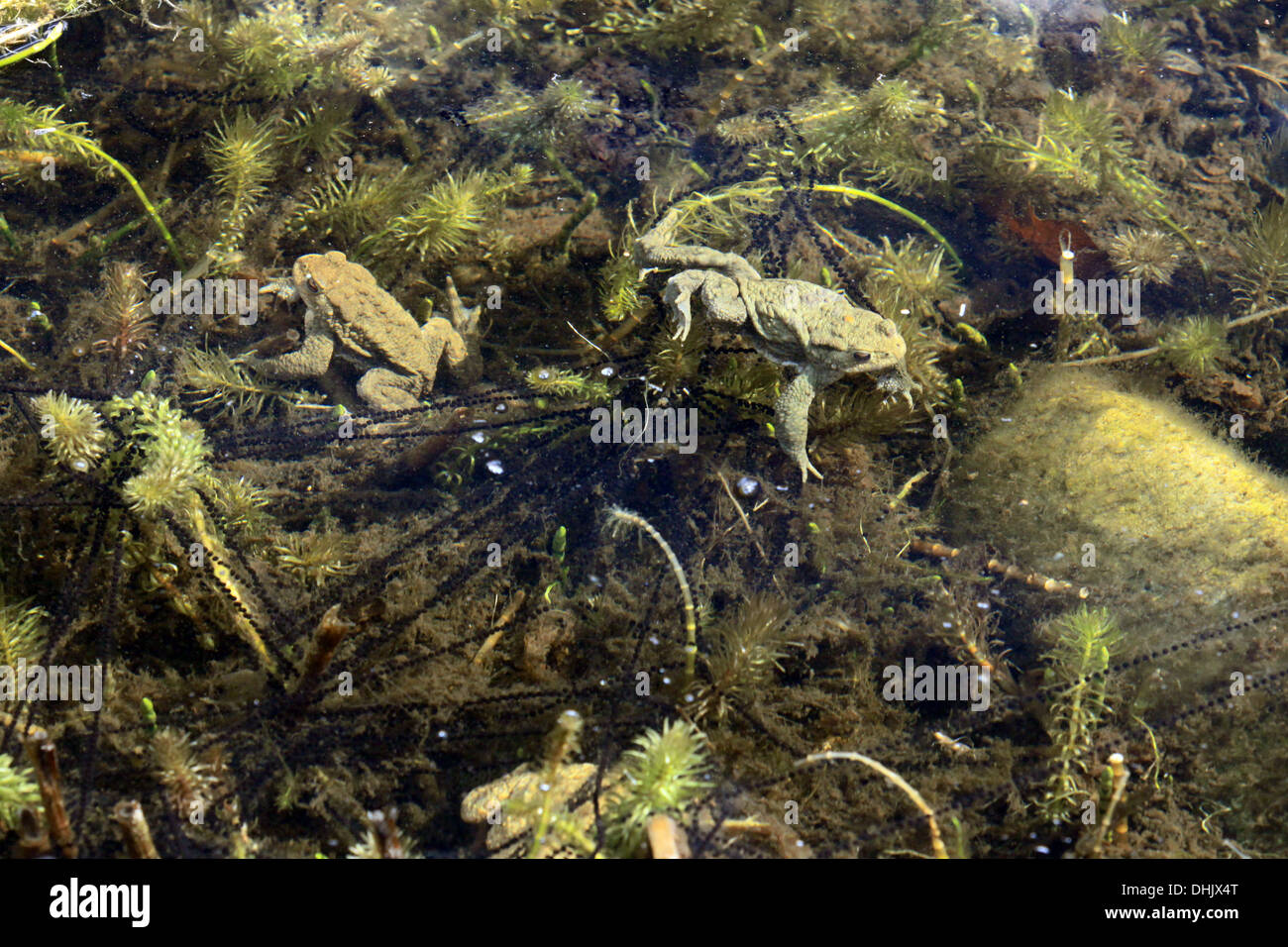 toad in a lake Stock Photo - Alamy