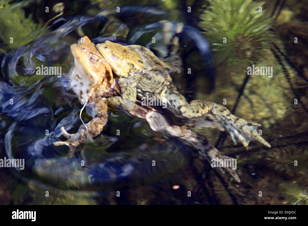toad in a lake Stock Photo - Alamy