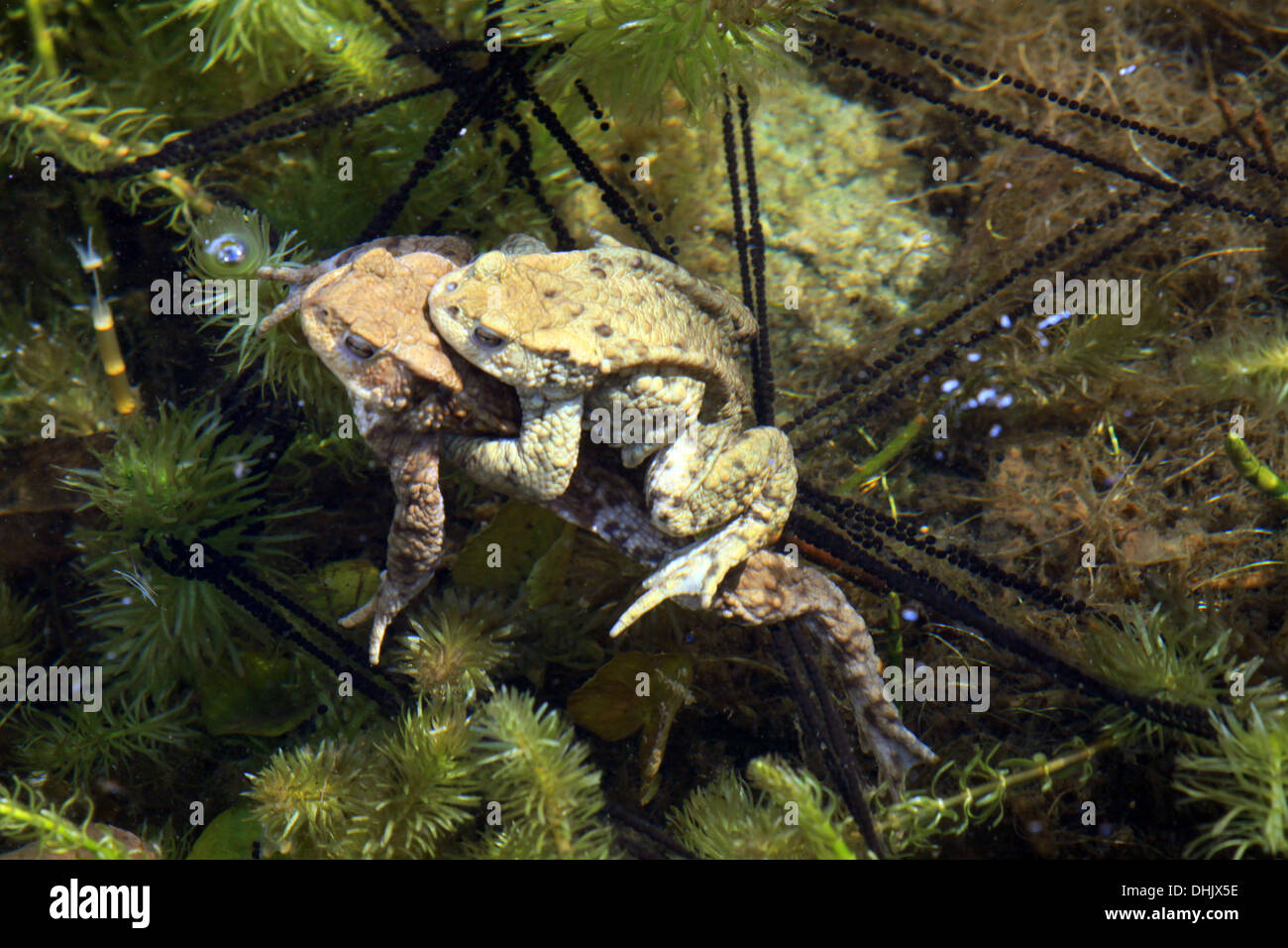 toad in a lake Stock Photo - Alamy