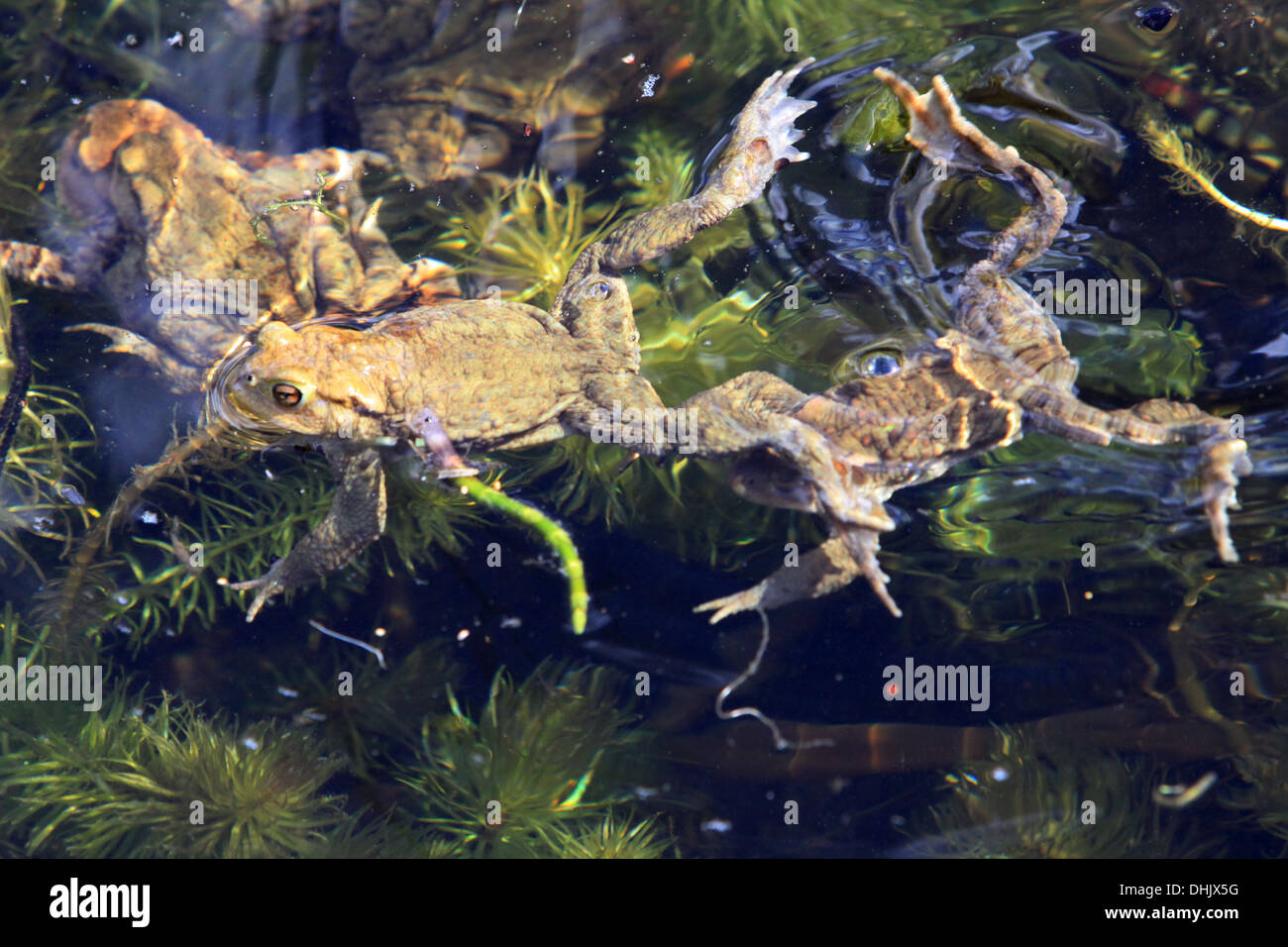 toad in a lake Stock Photo - Alamy