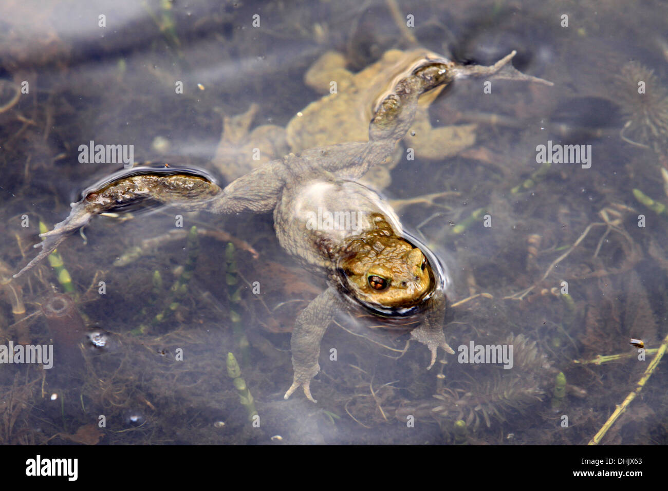 Krotenhochzeit hi-res stock photography and images - Alamy