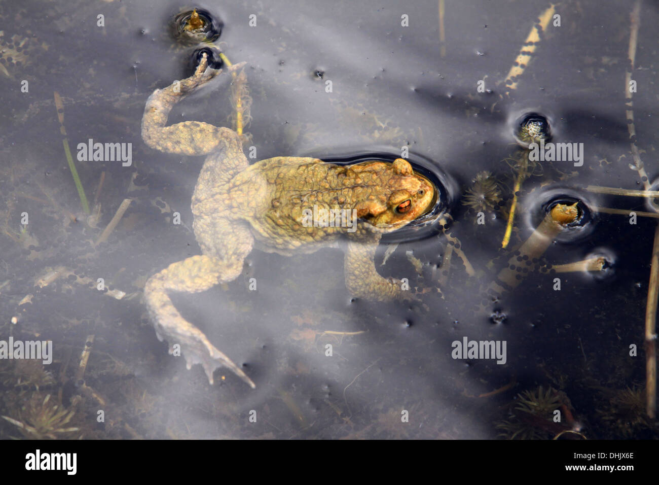 Krotenlaich hi-res stock photography and images - Alamy