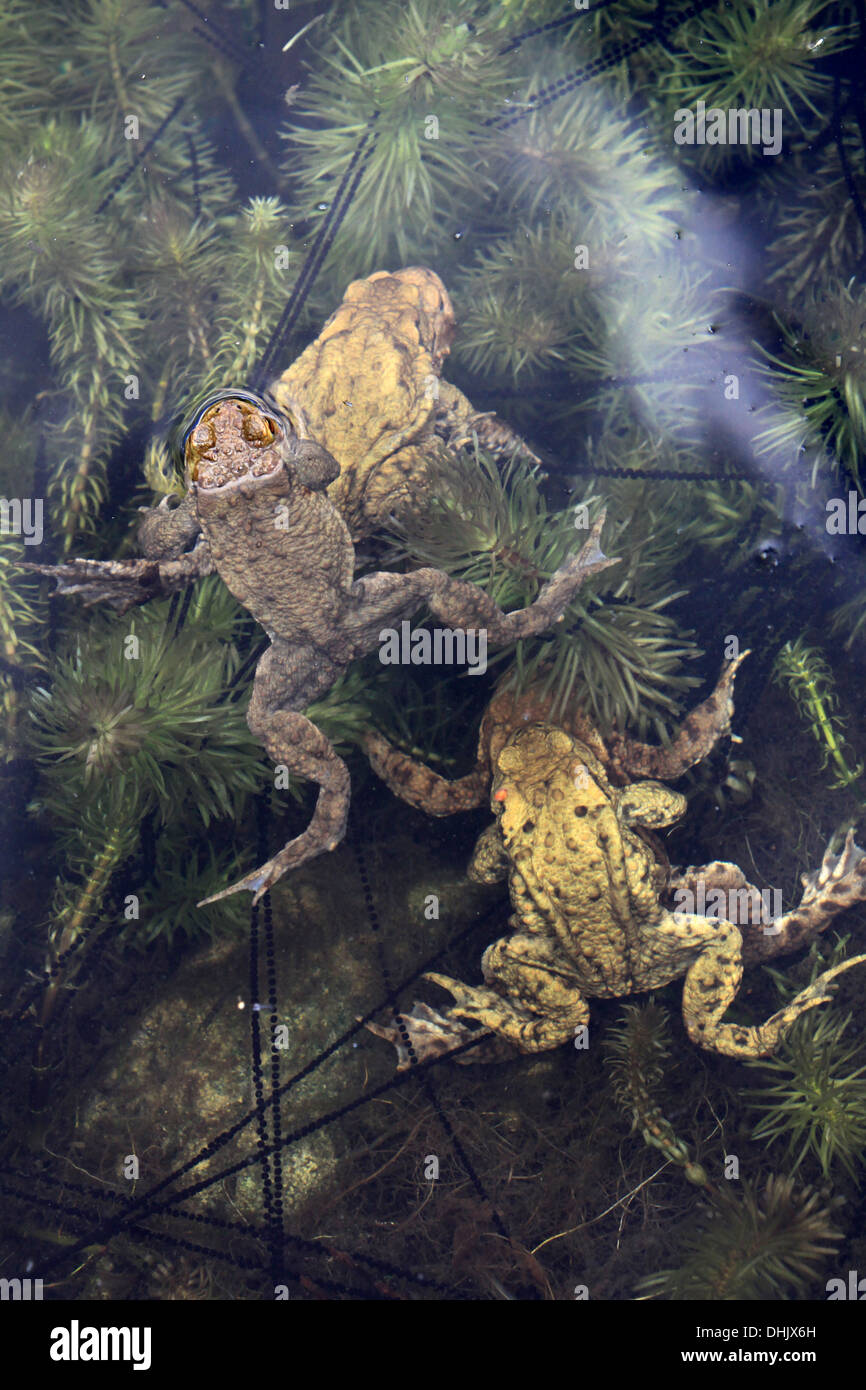 toad in a lake Stock Photo - Alamy