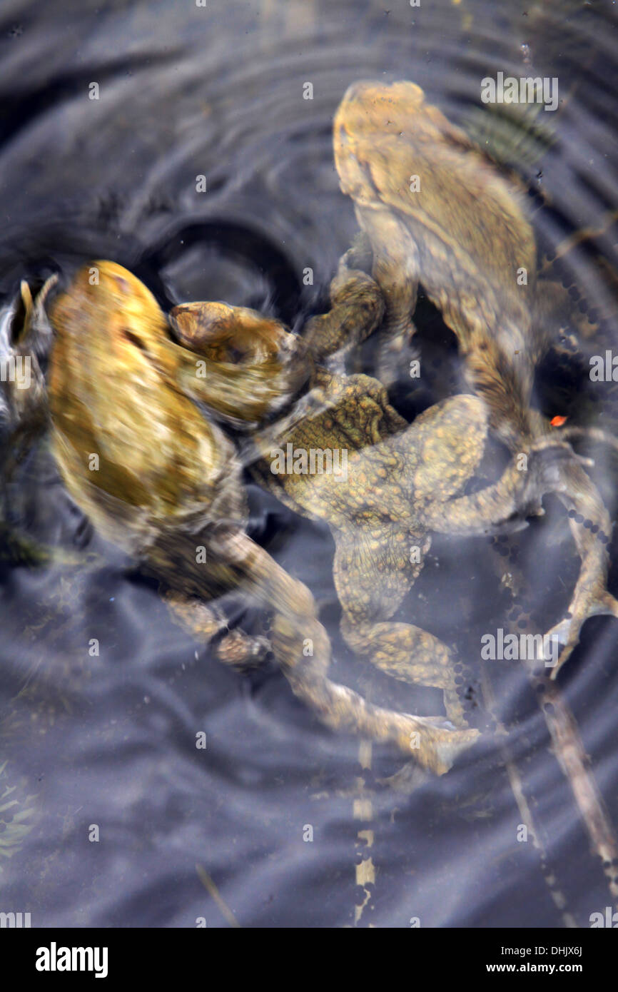 toad in a lake Stock Photo - Alamy