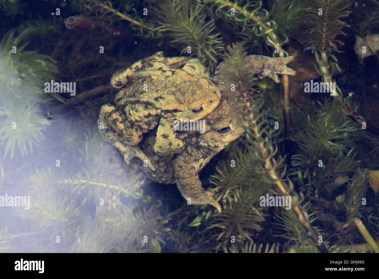toad in a lake Stock Photo - Alamy