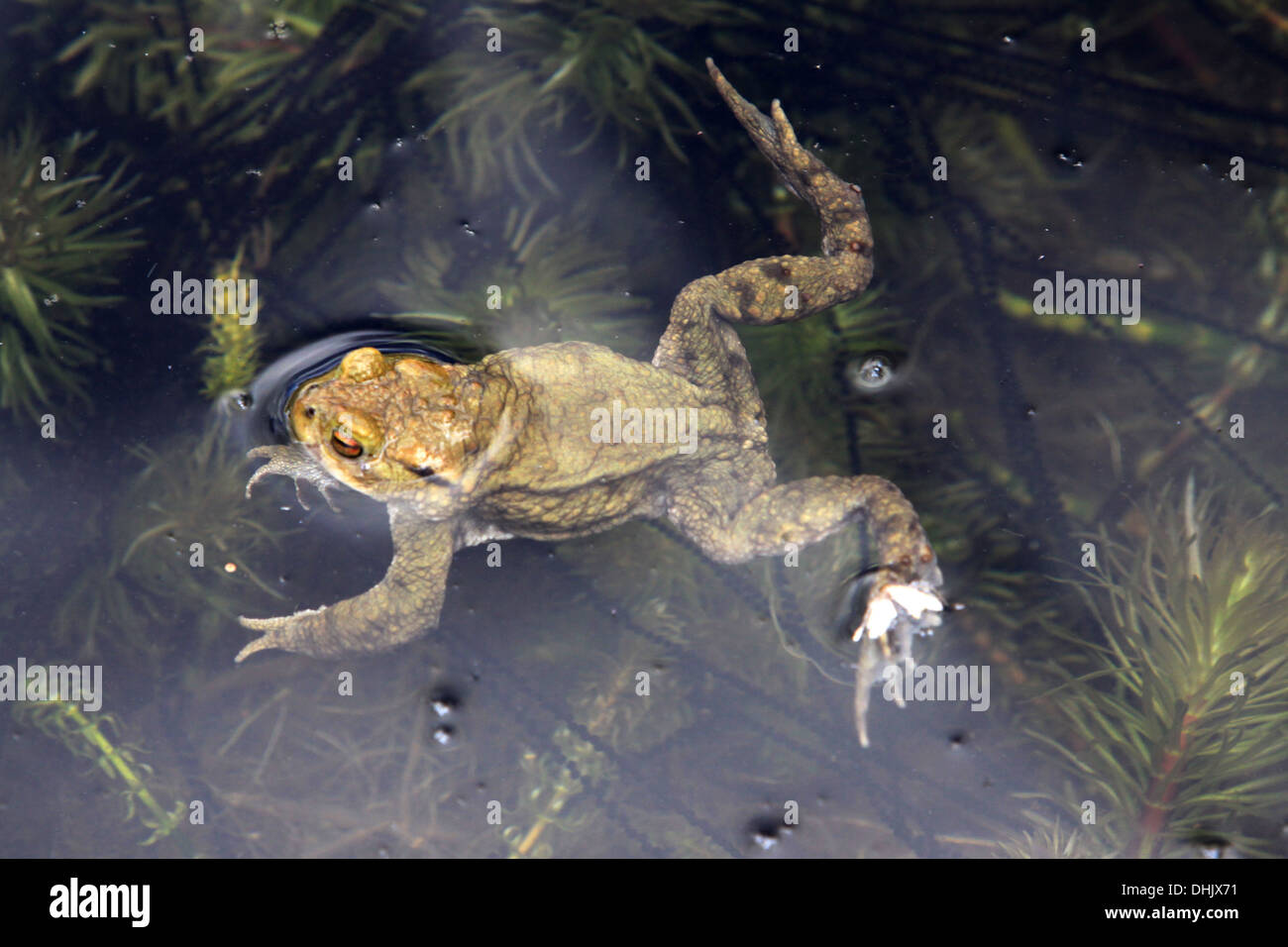 toad in a lake Stock Photo - Alamy