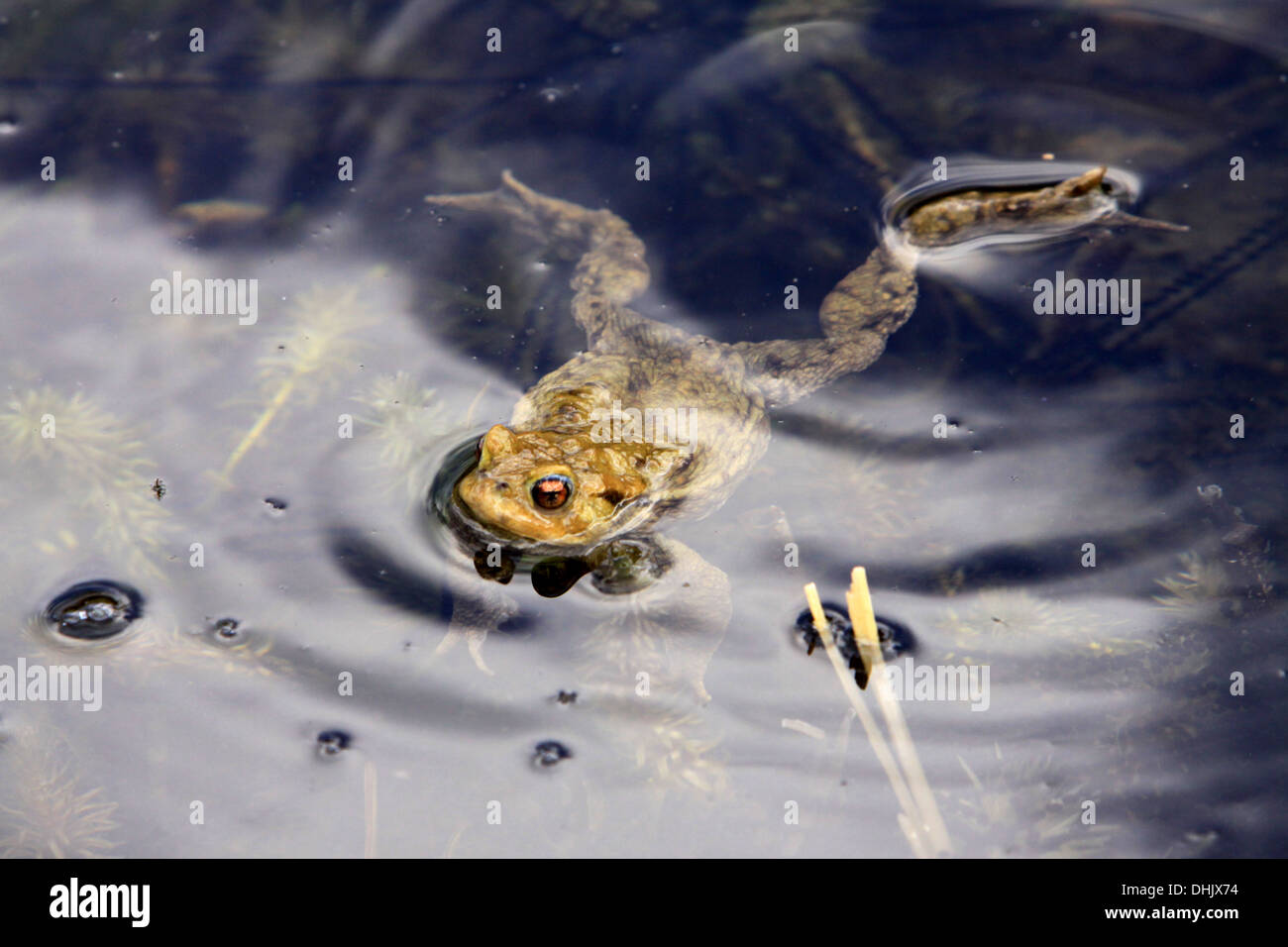toad in a lake Stock Photo - Alamy