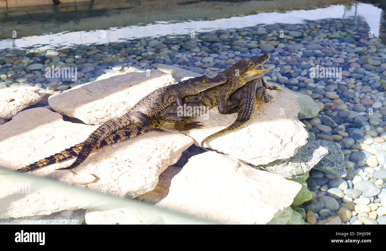Crocodile animal laying hi-res stock photography and images - Alamy