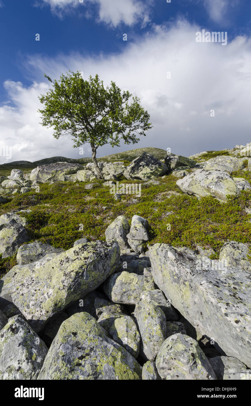 Fjell landschaft hi-res stock photography and images - Alamy