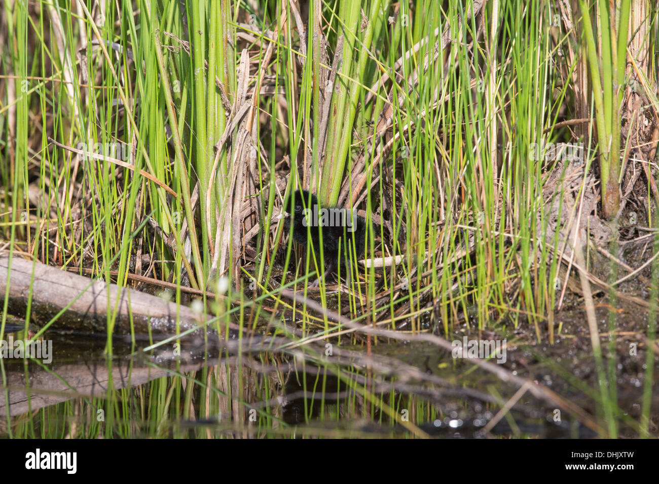 Virginia rail chick hidden in the vegetation Stock Photo - Alamy