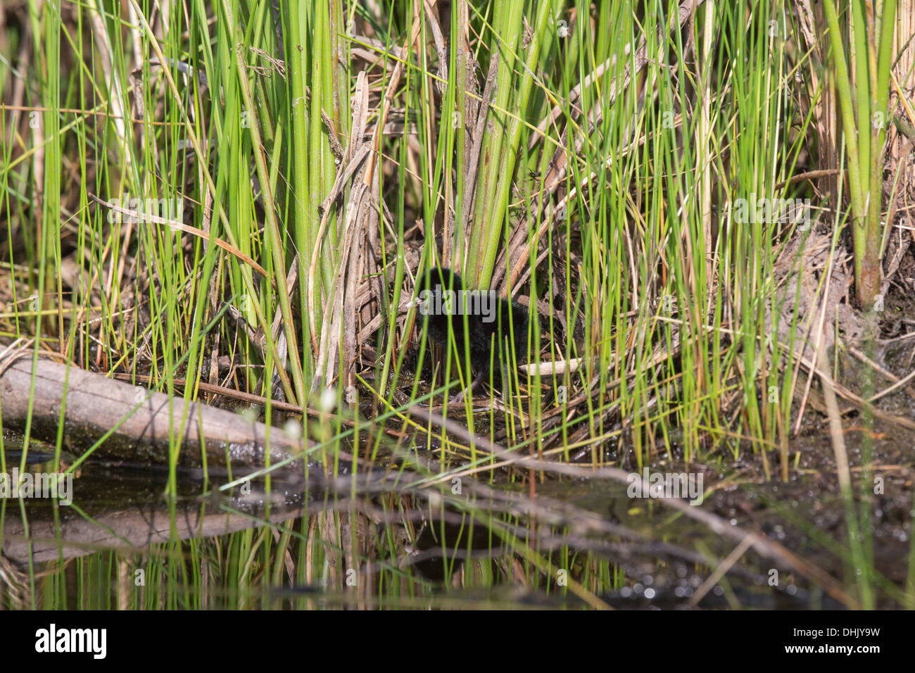 Virginia rail chick hidden in the vegetation Stock Photo - Alamy