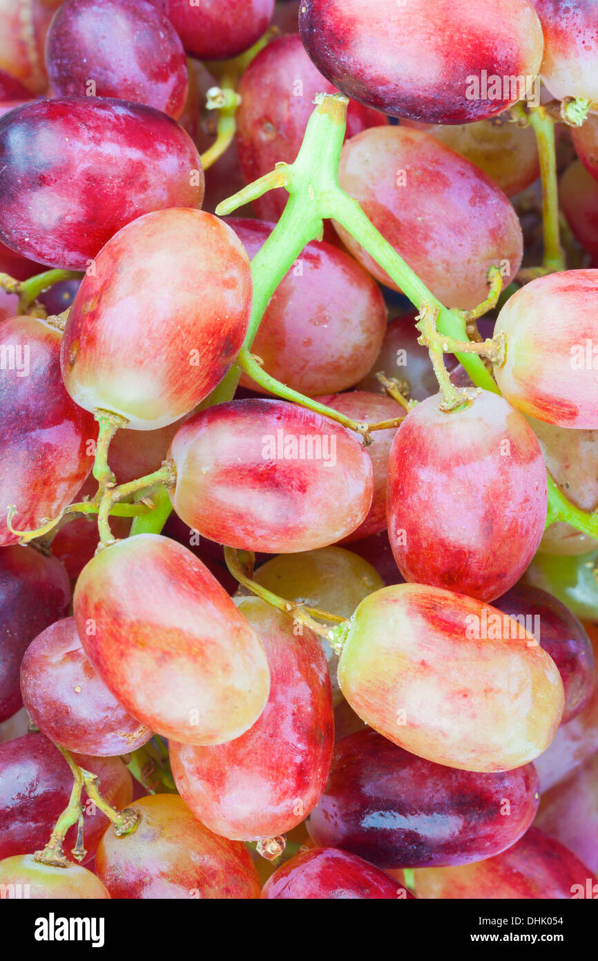 Crimson red hi-res stock photography and images - Alamy