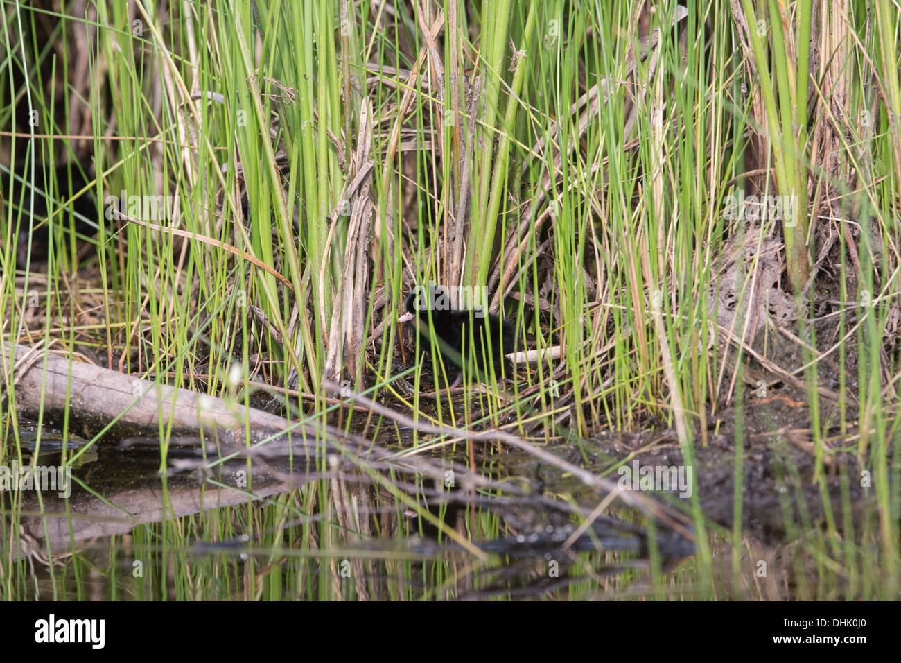 Virginia rail chick hidden in the vegetation Stock Photo - Alamy