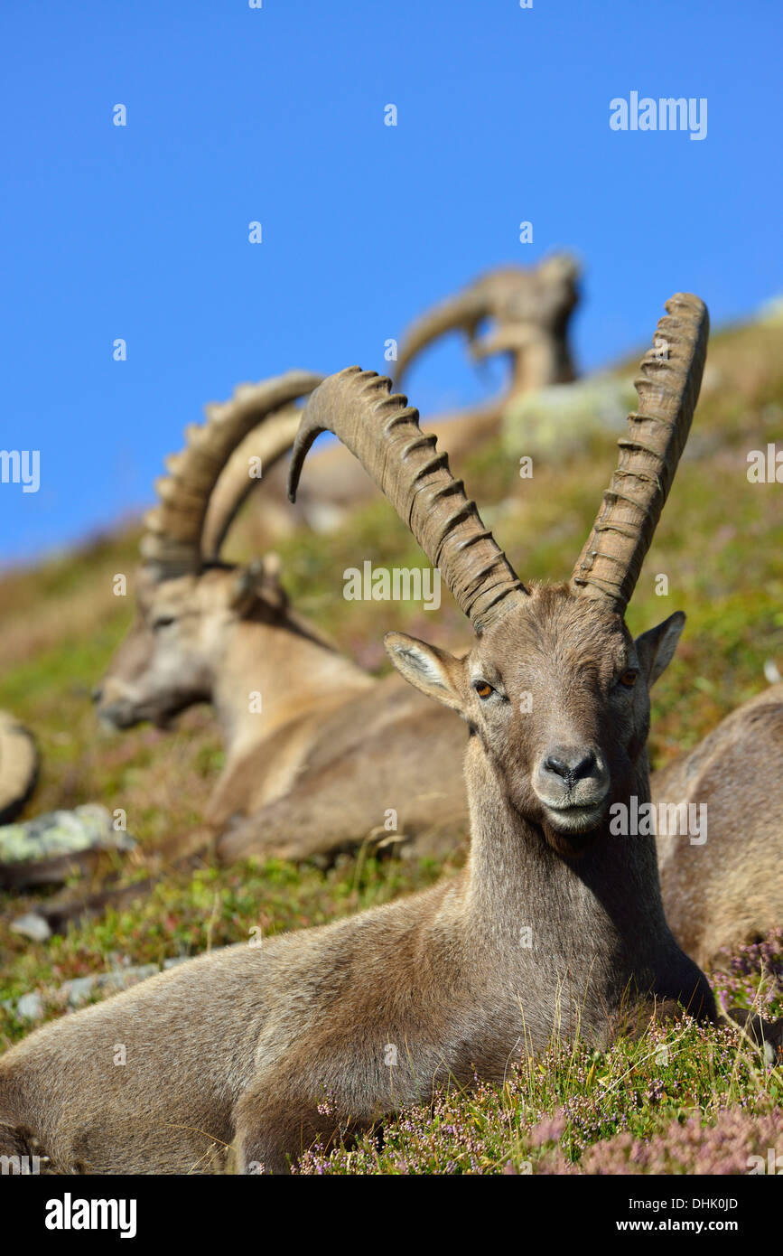 Close up of an Alpine Ibex, Capra ibex, Mont Blanc range, Chamonix ...