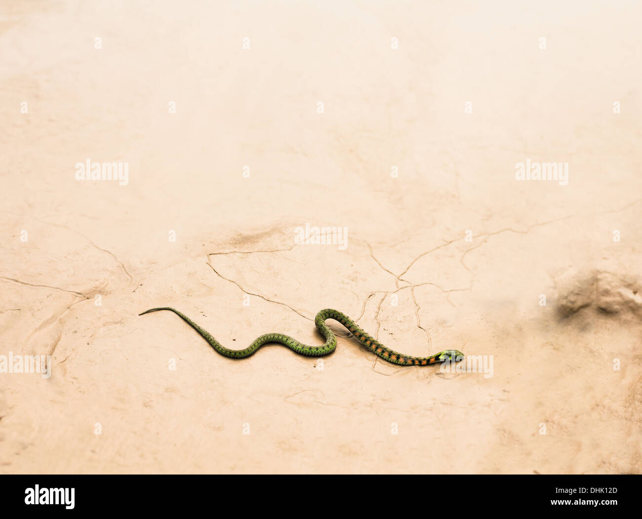 Slithering motion hi-res stock photography and images - Alamy